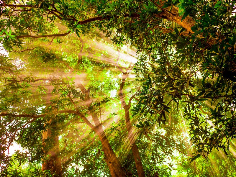 Morning Sunlight Shining through the Big Green Trees in the Forest ...