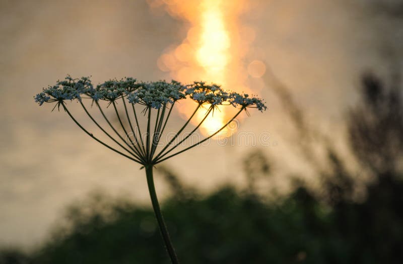 Morning, Sunlight, Sky, Flower Picture. Image: 116176883
