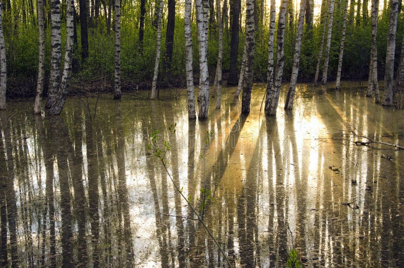 Morning Sunlight in the Spring Forest Stock Image - Image of wilderness ...