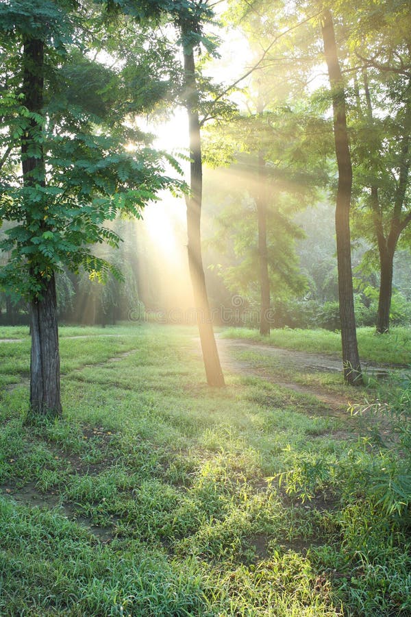 Morning sunlight stock image. Image of dawn, lane, branch - 45741595