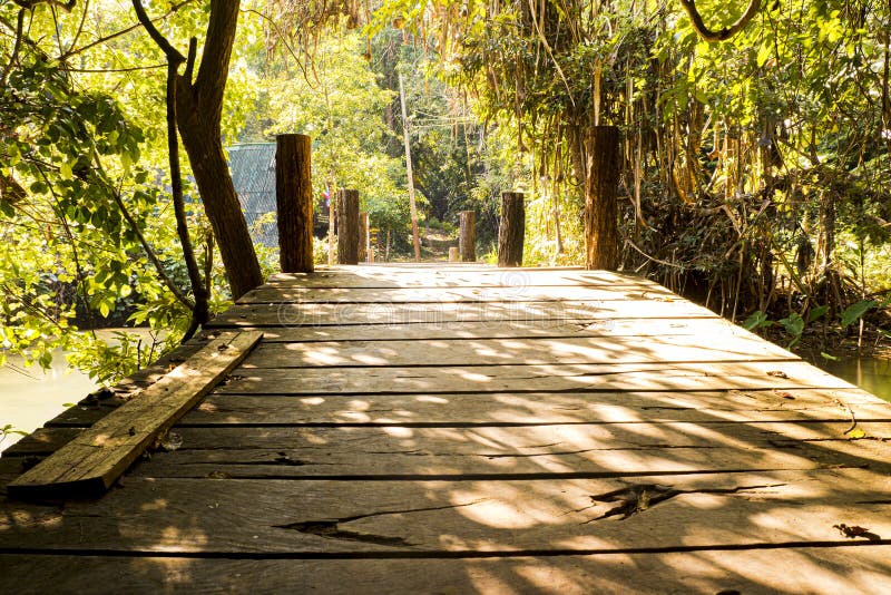 Morning Sunlight through Trees Wooden Bridge in Tropical Rain Forest ...