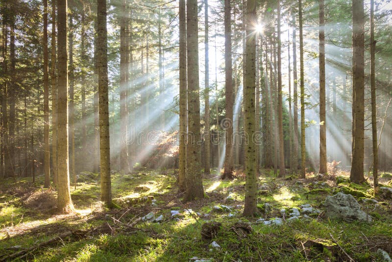 Morning Sunlight in the Woods Stock Image - Image of spiritual, magic ...