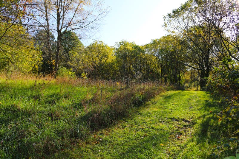 Morning Sunrise Forest Glade Path Stock Photo - Image of bright ...