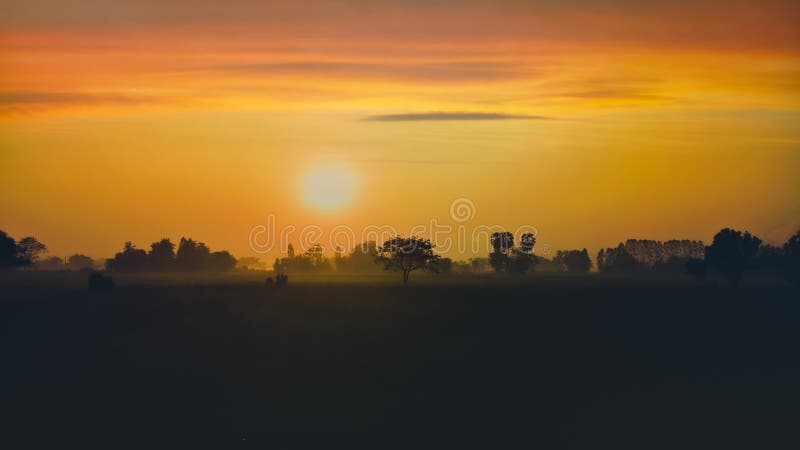 The Morning Sunrise and the Golden Fields Stock Photo - Image of farm ...