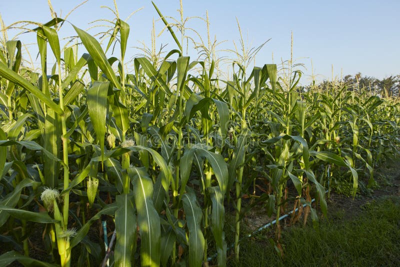 Morning Sunrise Over the Corn Field Stock Photo - Image of pastures ...