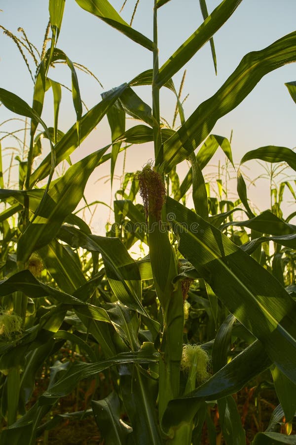 Morning Sunrise Over the Corn Field Stock Photo - Image of growths ...