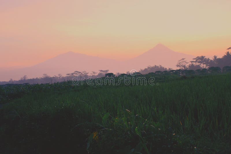 Morning Sunrise Sees the Beauty of Nature Stock Photo - Image of flower ...