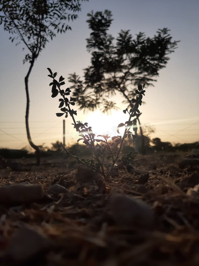 Morning Sunset.the Morning Sunlight is Coming on the Small Tree Stock ...