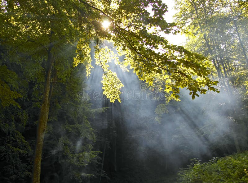 Morning Sunshine in a Forest Stock Photo - Image of brook, natural: 6153260