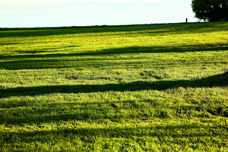 Morning Sunshine, Grass Texture Stock Image - Image of colorful, time ...