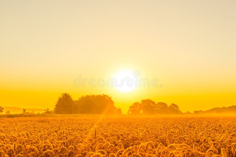 Morning Sunshine Over a Wheat Field Stock Image - Image of beautiful ...