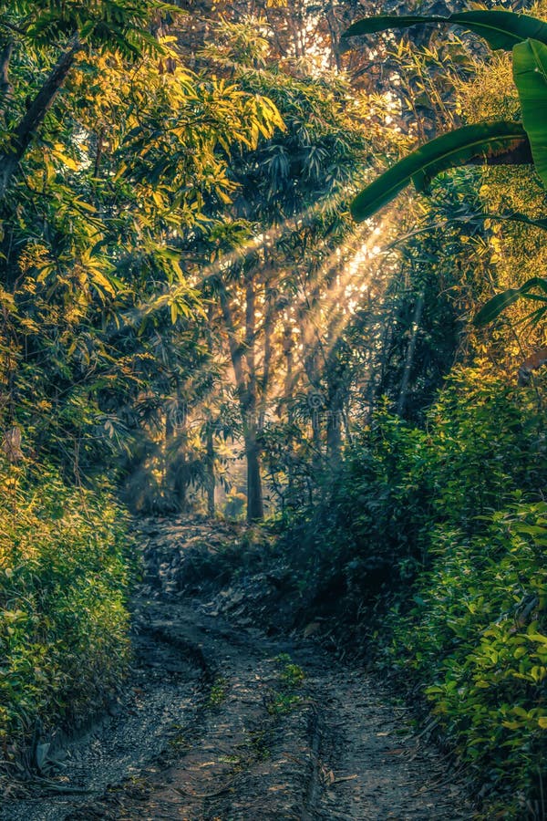 Morning sunshine paths stock image. Image of petal, circle - 191143703