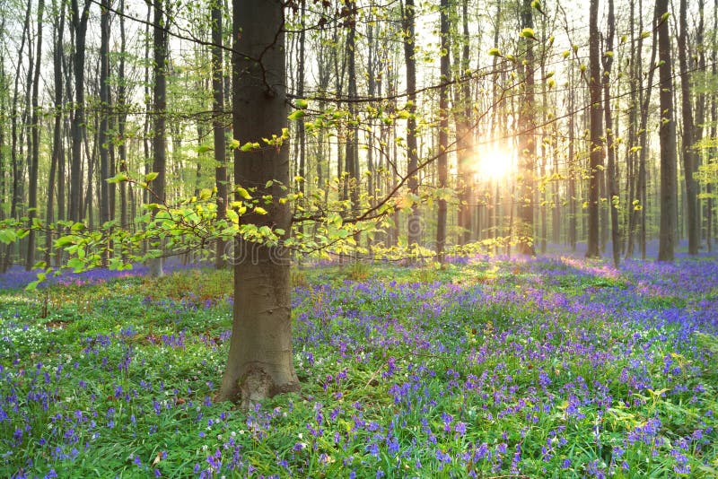 Morning Sunshine in Spring Flowering Forest Stock Image - Image of ...