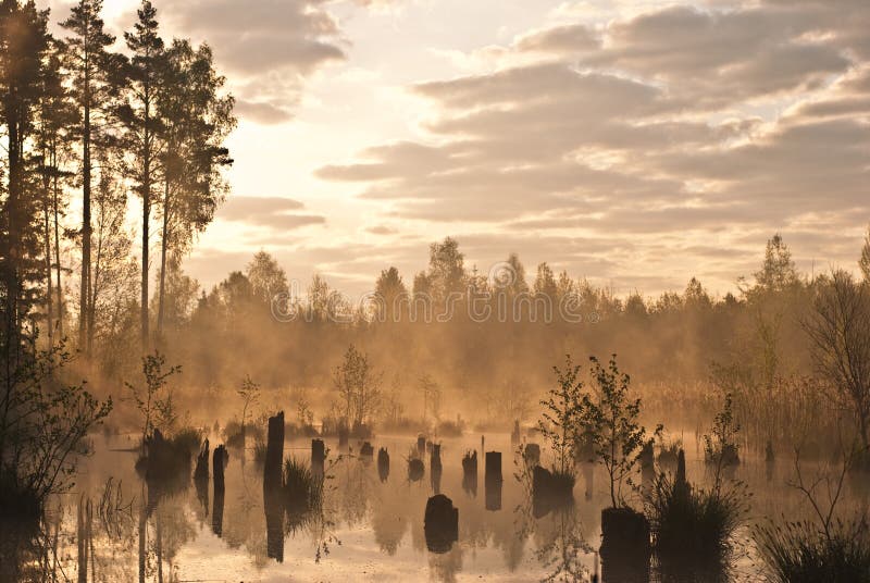 Morning at the swamp stock image. Image of leaf, forest - 9356035