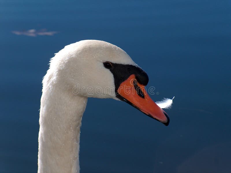 Morning Swan With Feather In Mouth Picture. Image: 1845282
