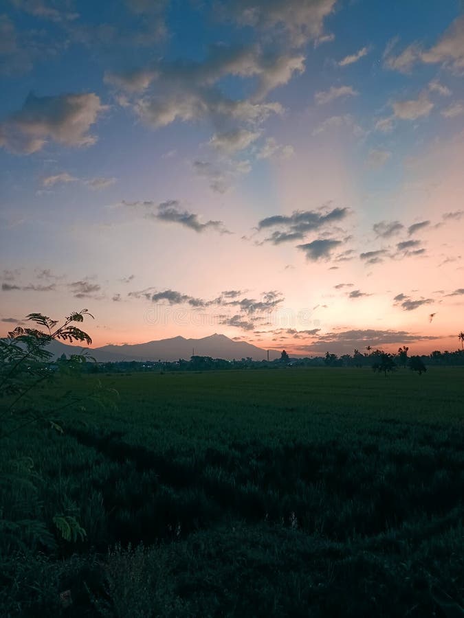Morning Time at the Rice Field Stock Image - Image of morning ...