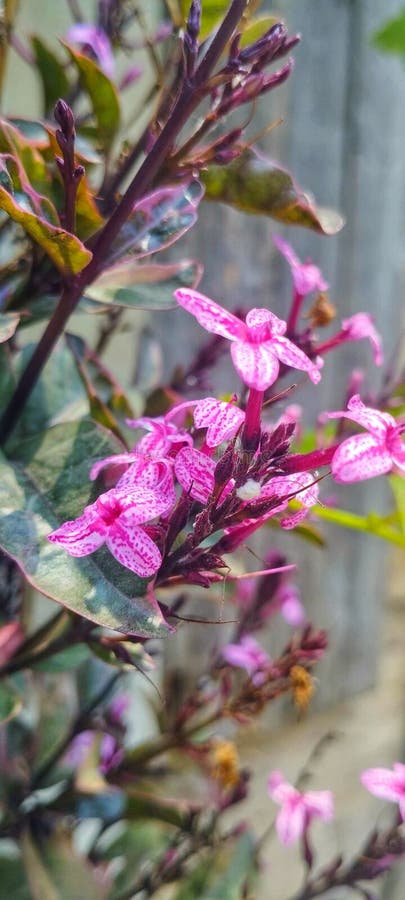 Morning tiny pink flowers stock photo. Image of flower - 288450116