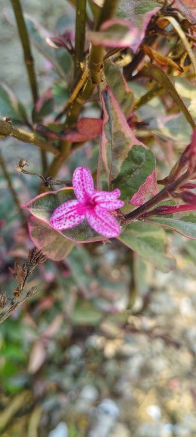 Morning Tiny Pink Flowers Part Three Stock Image - Image of pink, three ...