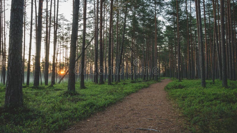 The Morning Trail in the Pine Forest Stock Image - Image of morning ...