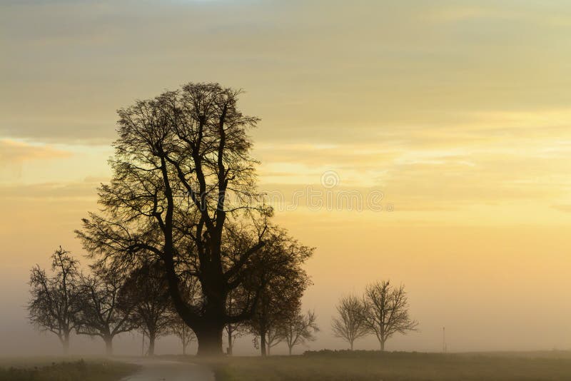 Morning tree stock image. Image of orange, forest, environment - 39103305