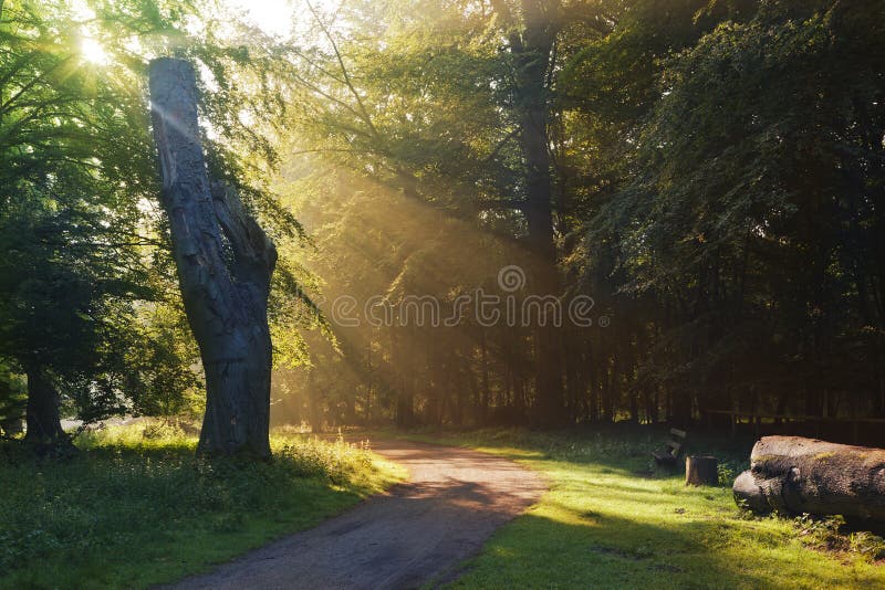 Morning tree stock image. Image of fall, leaves, beautiful - 39104391