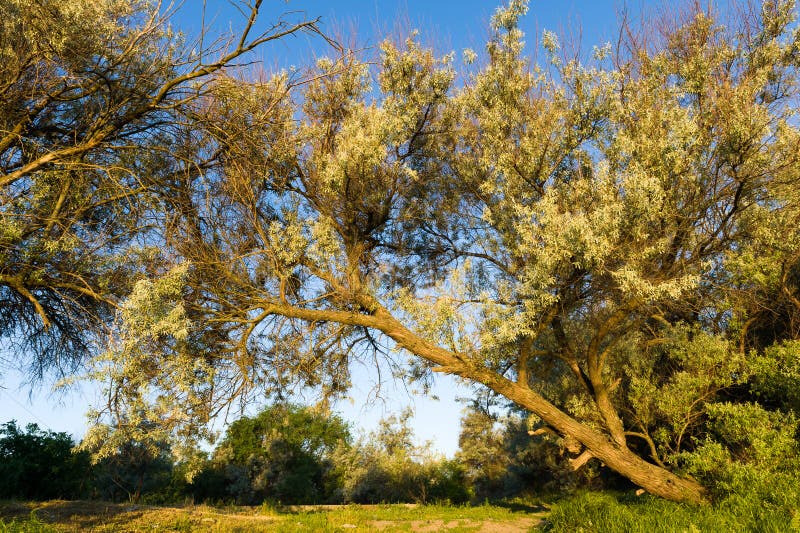 Morning Tree stock image. Image of branches, morning - 69059231
