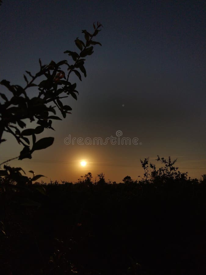 Morning tree moonlight stock photo. Image of sunrise - 209071852