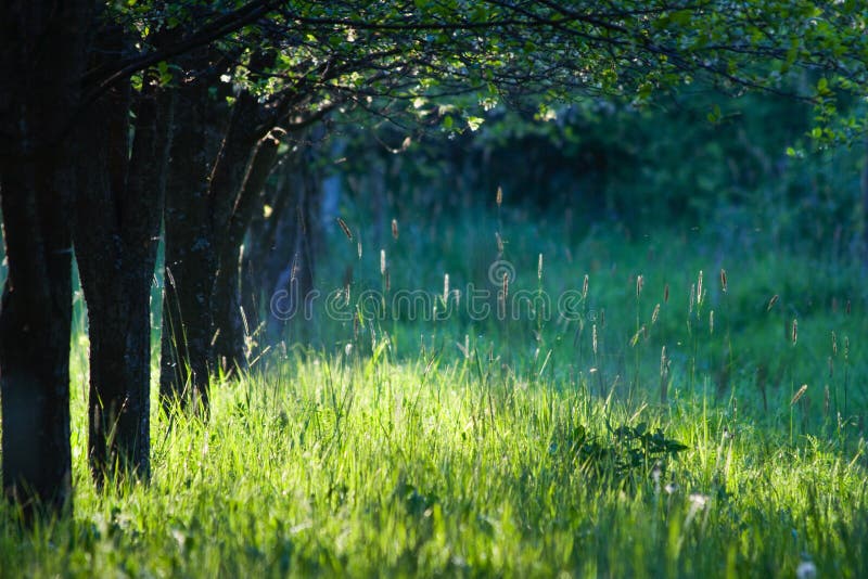 Morning tree row stock photo. Image of macro, background - 2765192