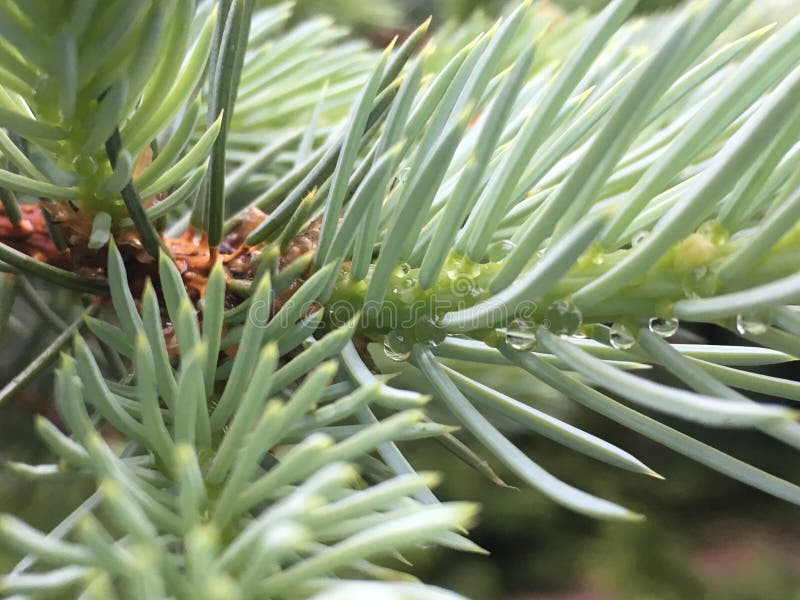 Morning tree stock image. Image of landscape, look, branch - 149042959