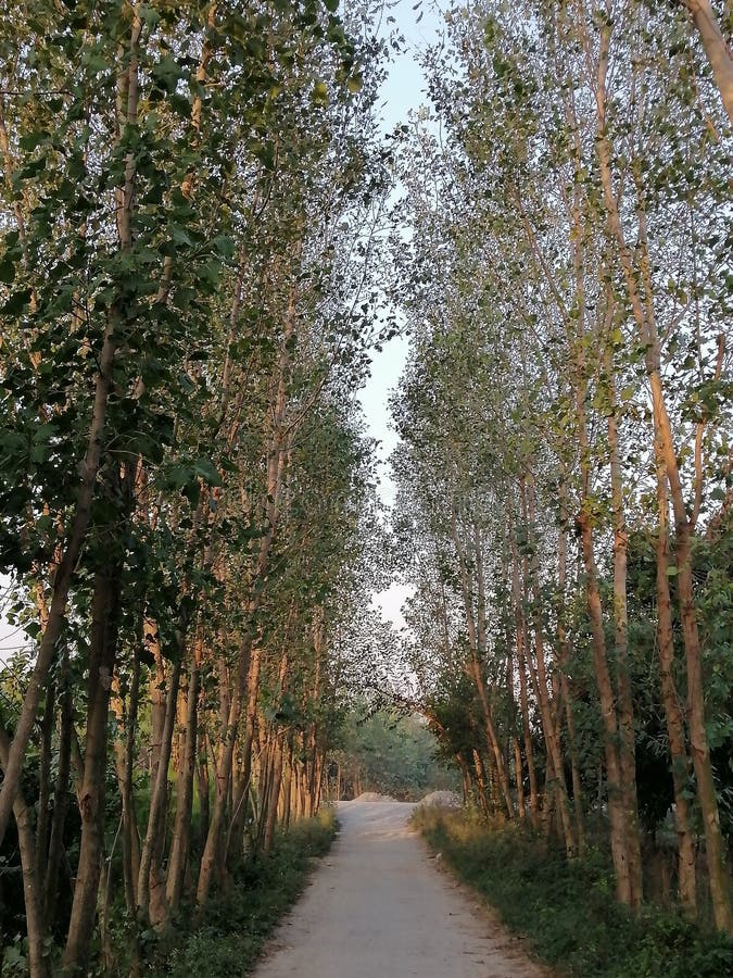 Forest stock photo. Image of road, path, dawn, trees - 162096486