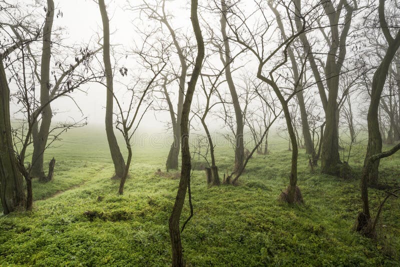 Morning Trees in the Field in Fall with Fog Stock Photo - Image of wood ...