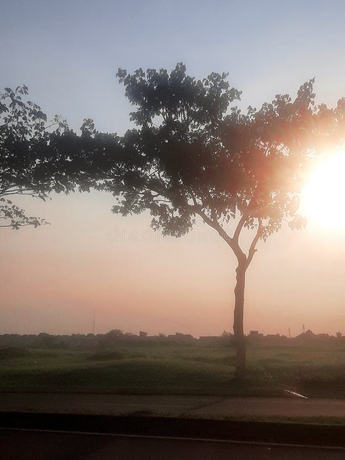 Morning Vibes with Bright Sun Stock Photo - Image of plant, jogging ...