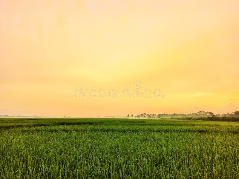 Morning Vibes in farm stock image. Image of flower, sunlight - 179554741