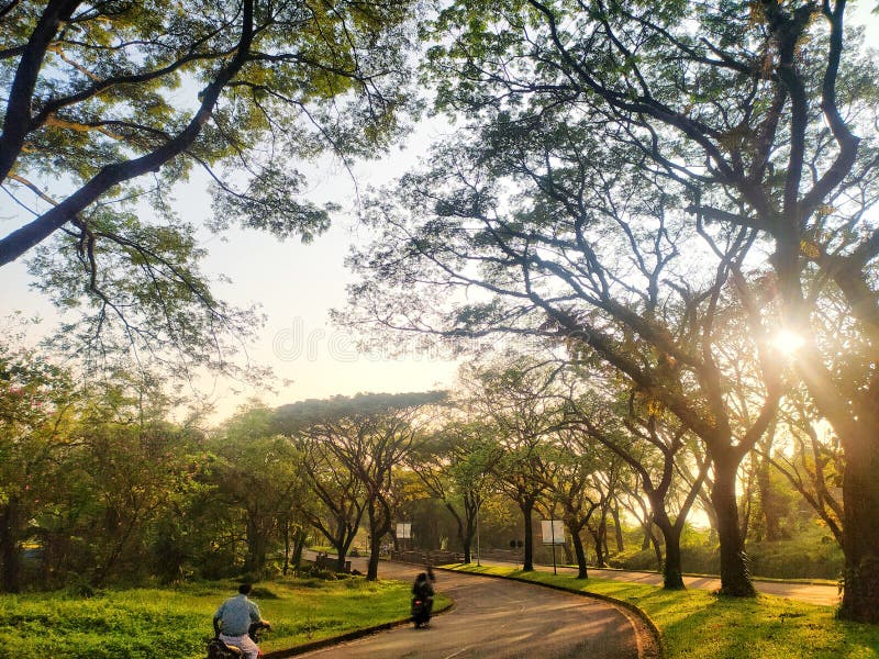 Morning Vibes on Road. Under Canopy Tree Stock Image - Image of canopy ...