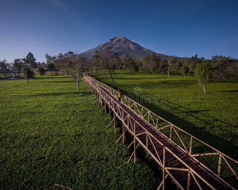Morning Vibes at Tambi Tea Garden Stock Image - Image of tambi, morning ...