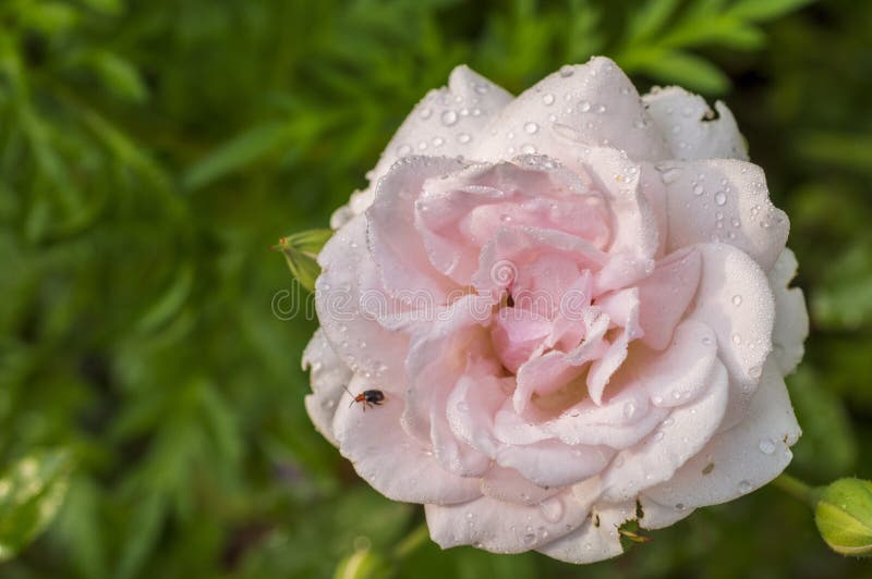 Morning View of Beautiful Rose Flower in Focus Stock Image - Image of ...