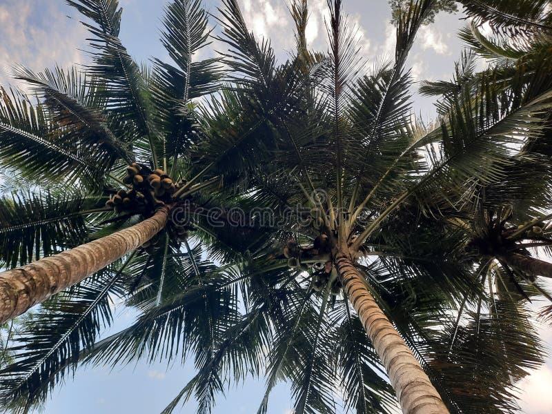Morning View Coconut Tree in Central Java Indonesia Stock Image - Image ...