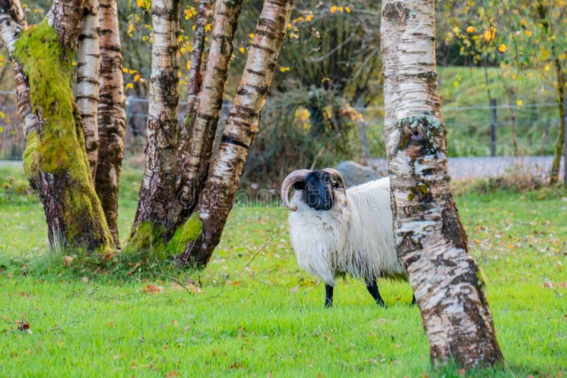 Morning View of a Farm with One Sheep Stock Photo - Image of europe ...