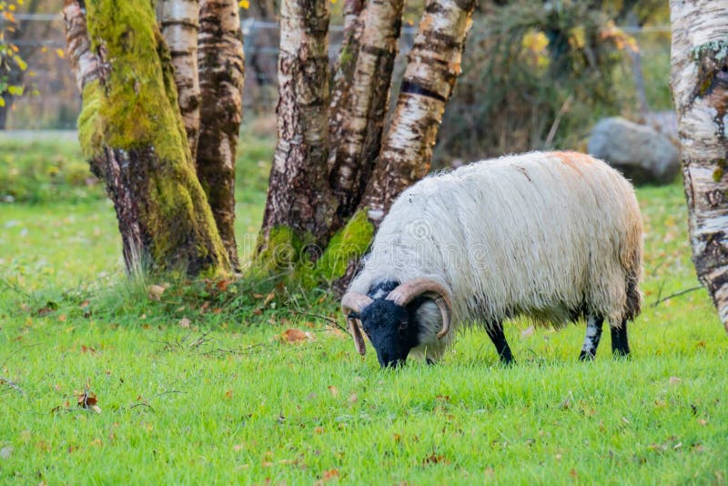 Morning View of a Farm with One Sheep Stock Image - Image of famous ...