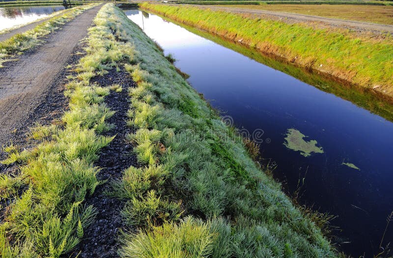 Ditch with grass stock photo. Image of plant, pond, nature - 54962860