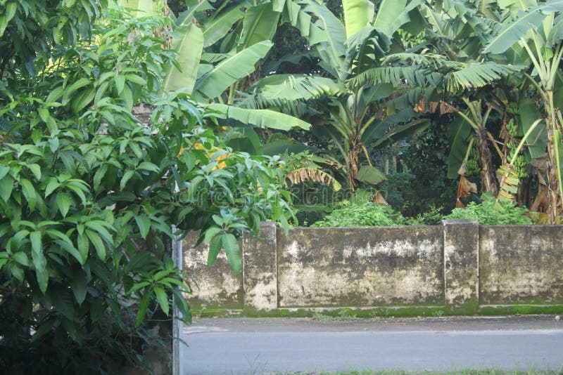 Morning View of the Front of the House Stock Image - Image of cool ...