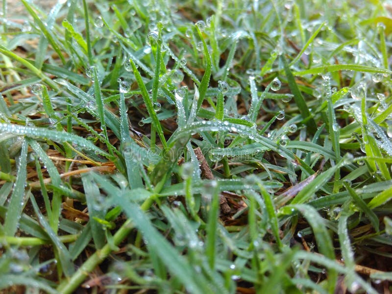 Morning due on the grass stock photo. Image of fall, america - 82368168