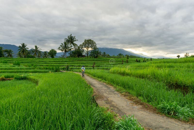 Morning View in the Green Rice Fields Under the Mountain Stock Photo ...