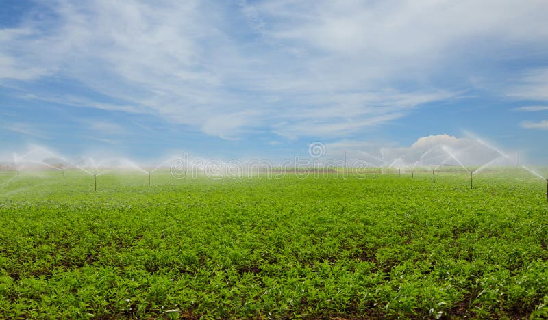 Morning View of a Hand Line Sprinkler System in a Farm Field Stock ...