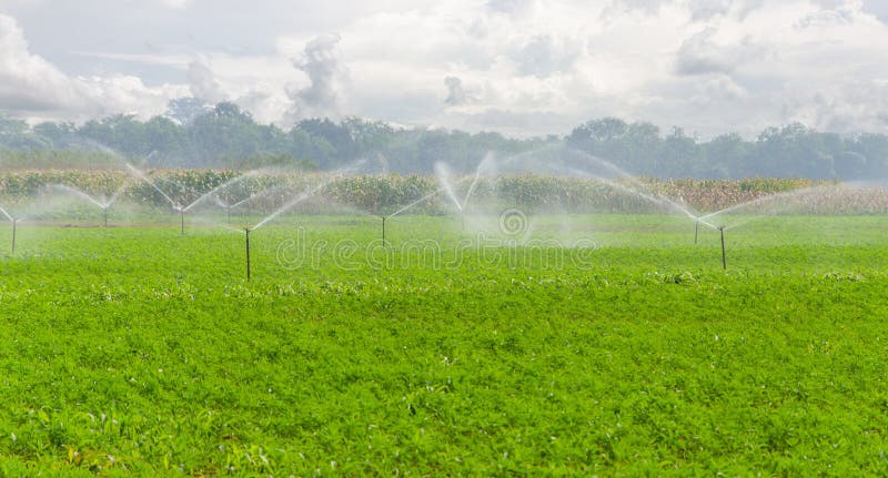 Irrigation in crops stock photo. Image of irrigate, grow - 10915912