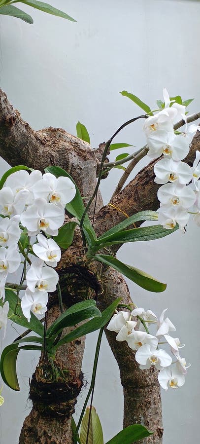 Morning View at Home of Phalaenopsis Amabilis Stock Photo - Image of ...