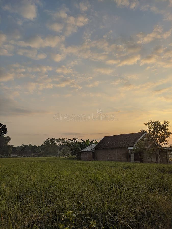 Morning View of a House in the Middle of a Rice Field Stock Photo ...