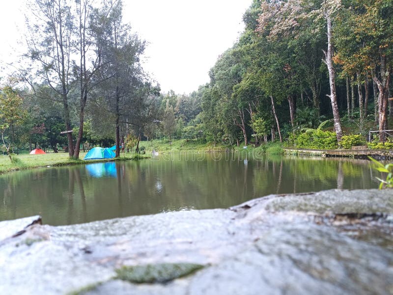 Morning View at the Lake Pine Forest in Camping Ground Stock Image ...