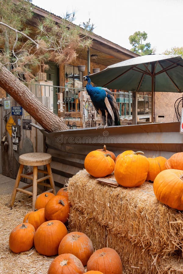 Morning View of the Las Vegas Farm Editorial Photo - Image of urban ...