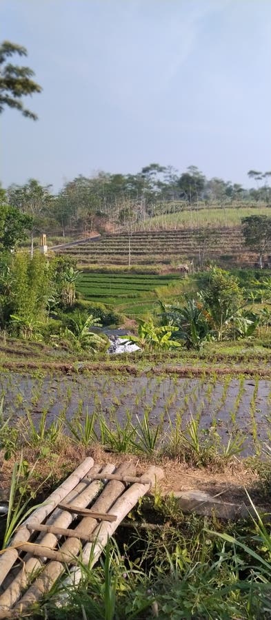 Morning View of the Lumajang Mountains Stock Image - Image of view ...